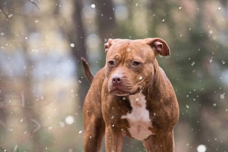 Top 10 Most Potentially Dangerous Dogs in India