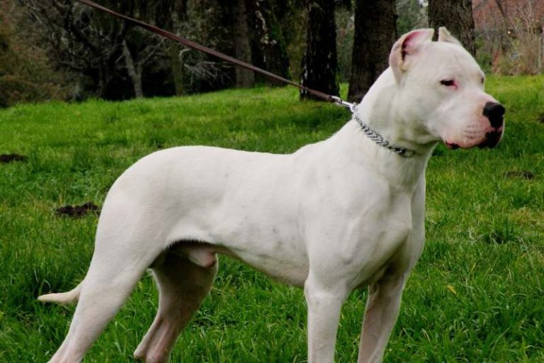 Top 10 Most Potentially Dangerous Dogs in India