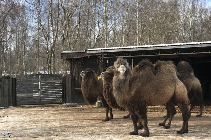 Bactrian Camel Survival Story: How It Defies Climate Extremes
